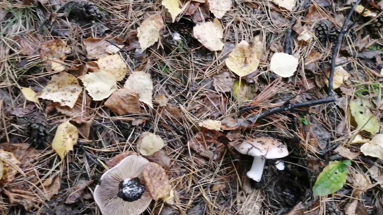 Дорога на карьер через лес. Октябрь 2019 год.