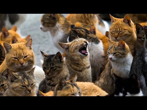 Одни создания в ходе эволюции отращивали длинные ноги, другие – большие зубы, третьи – извилины