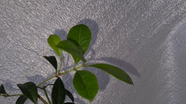 Евгения миртолисная 10