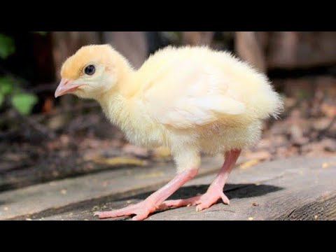Чем кормить маленьких индюшат.//ОБЯЗАТЕЛЬНО!!! ПРОПАИВАЕМ ЙОДОМ!!!