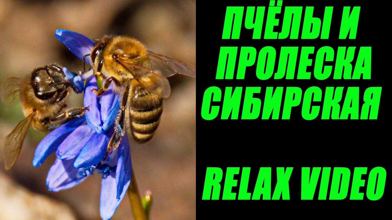 Пчелы и пролеска сибирская. Насекомые