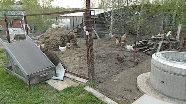 Весна, Кашира, щи из щавеля