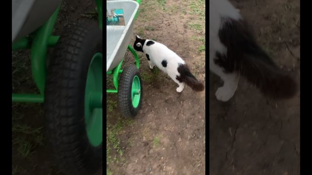 Девочка кошка!