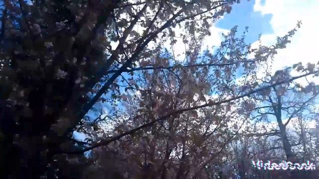 Ботанический сад. Цветет сакура и сирень