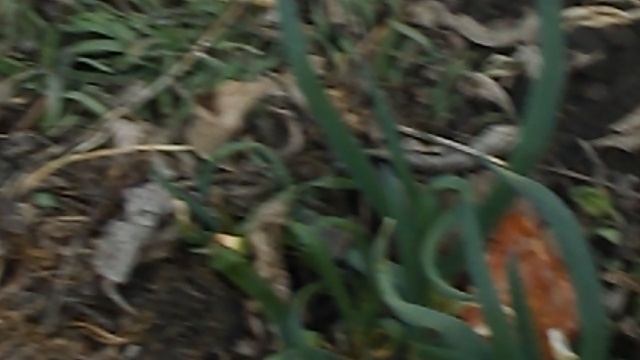 DSCN4982.AVI Лук многолетний многоярусный.МАРТ 2022 ГОД.