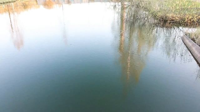 Рыба ? играется в пруду.