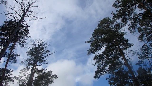 Особенности ориентирования по направлению ветра