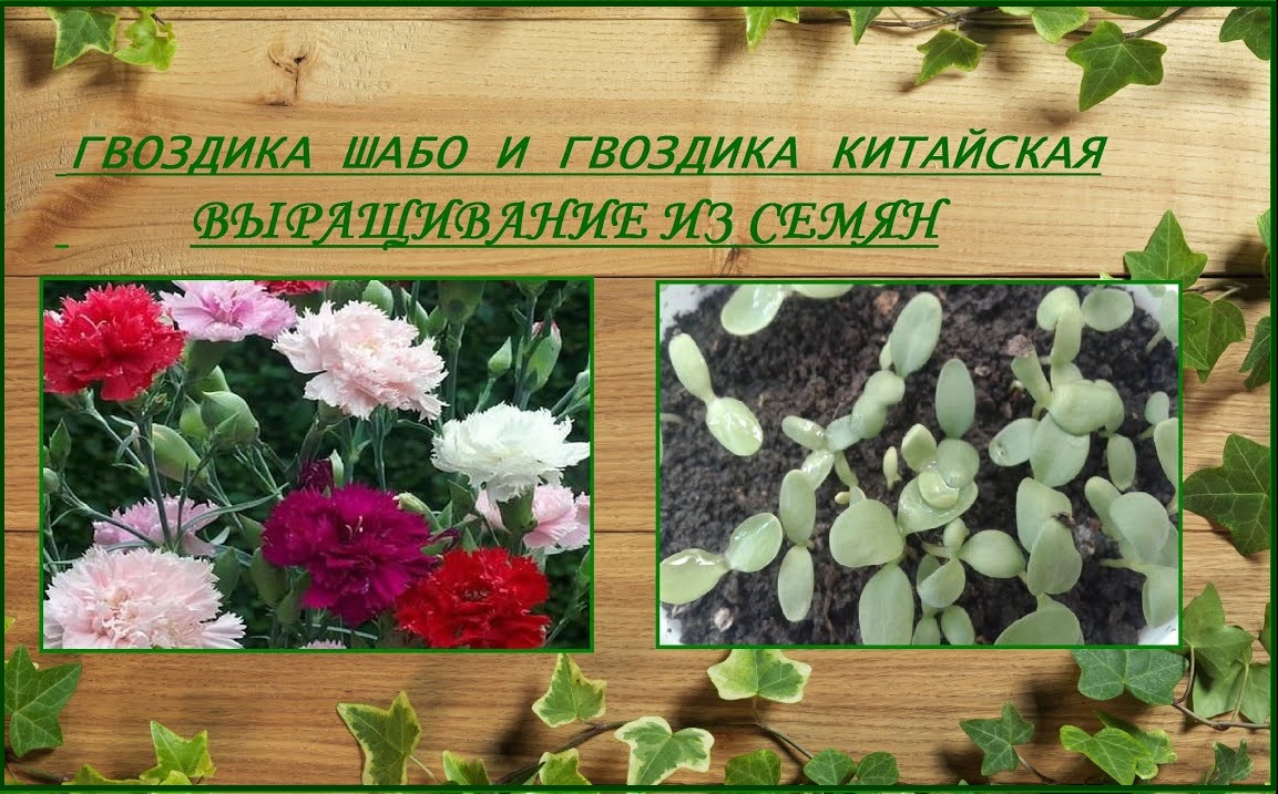 Гвоздика Шабо и гвоздика китайская - выращивание из семян