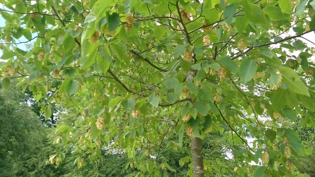 Хмелеграб обыкновенный (дат. Almindelig humlebøg, лат. Ostrya carpinifolia)