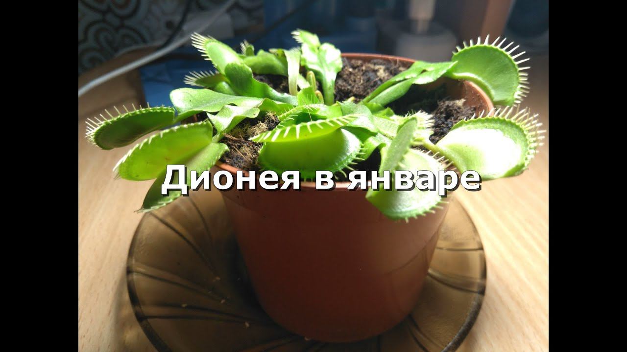Что с ней происходит? Дионея, венерина мухоловка в январе.