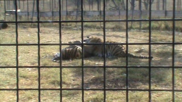 Тигры играют