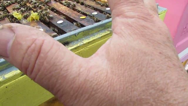 перевожу пчел на ячейку 4,9 мм - часть 66, строю рамки для малоформатного улья