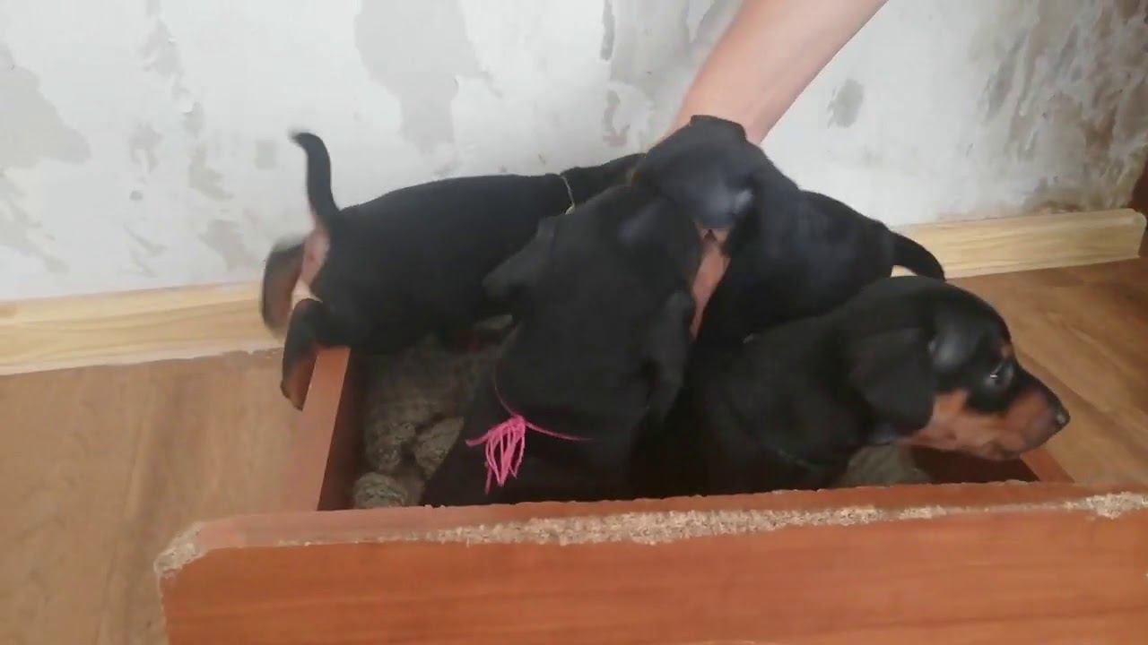 З-помет цвергпинчеры 1 месяц