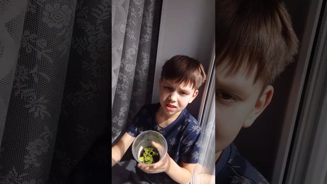 шок!!! мои цветы