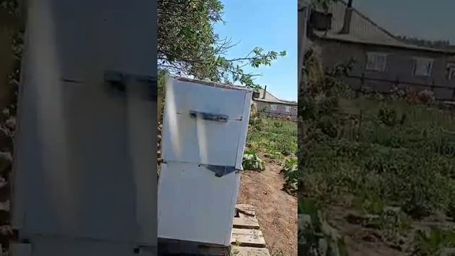 пчела расматривает камиру