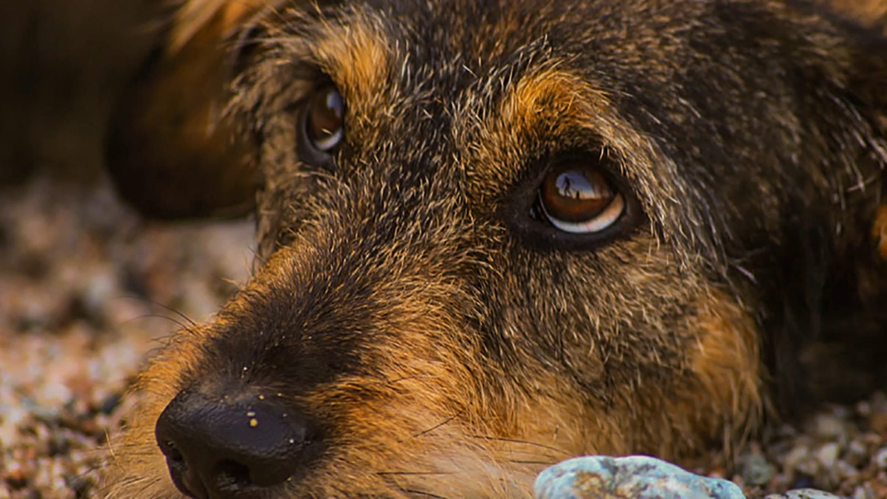 ВЕРНЫЕ ДРУЗЬЯ.mp4