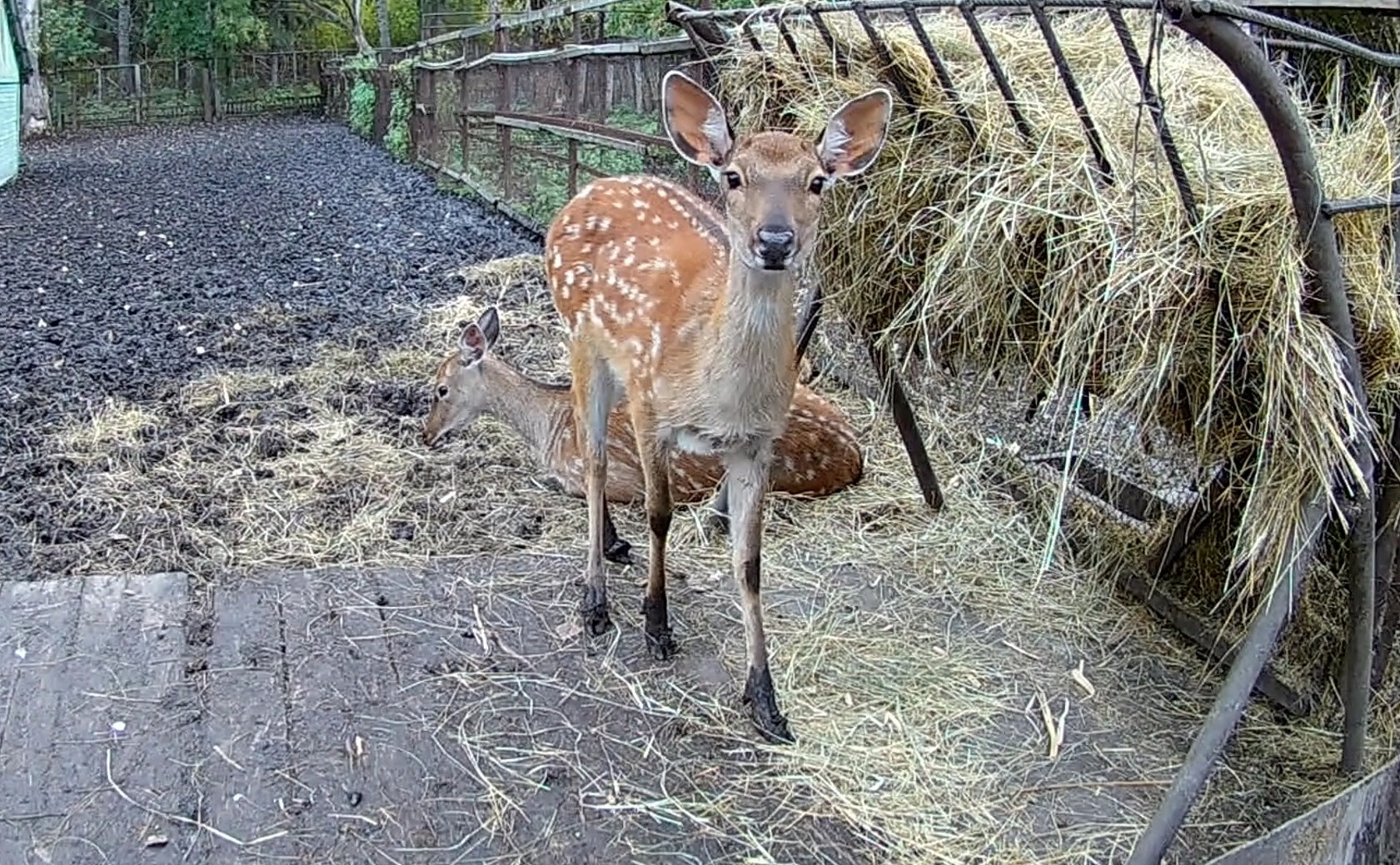 Пятнистый олень - олень цветок.