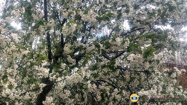 Весна 2022 года - г. Астрахань - за с. Три Протока.