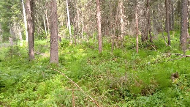 черника 2024.07.31