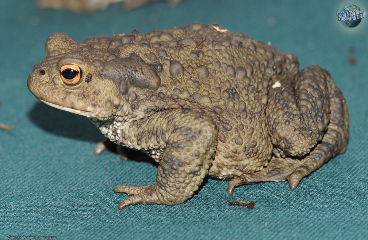 190.Жаба серая.mp4