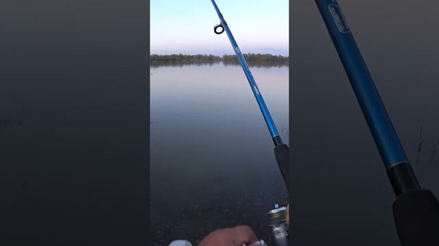 Налим весной