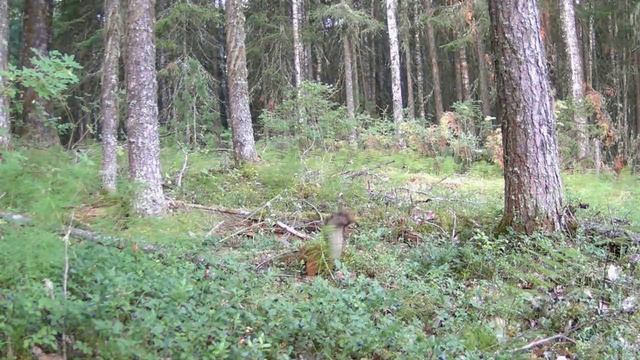 Белка лесовод. Закапывая орехи, белка способствует естественному лесовосстановлению.