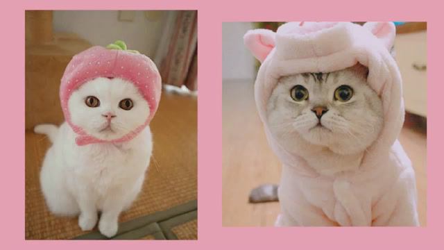 Шапочка для котика. Стихи и видеомонтаж - Е.Доставалов, читает - Н.Воротникова