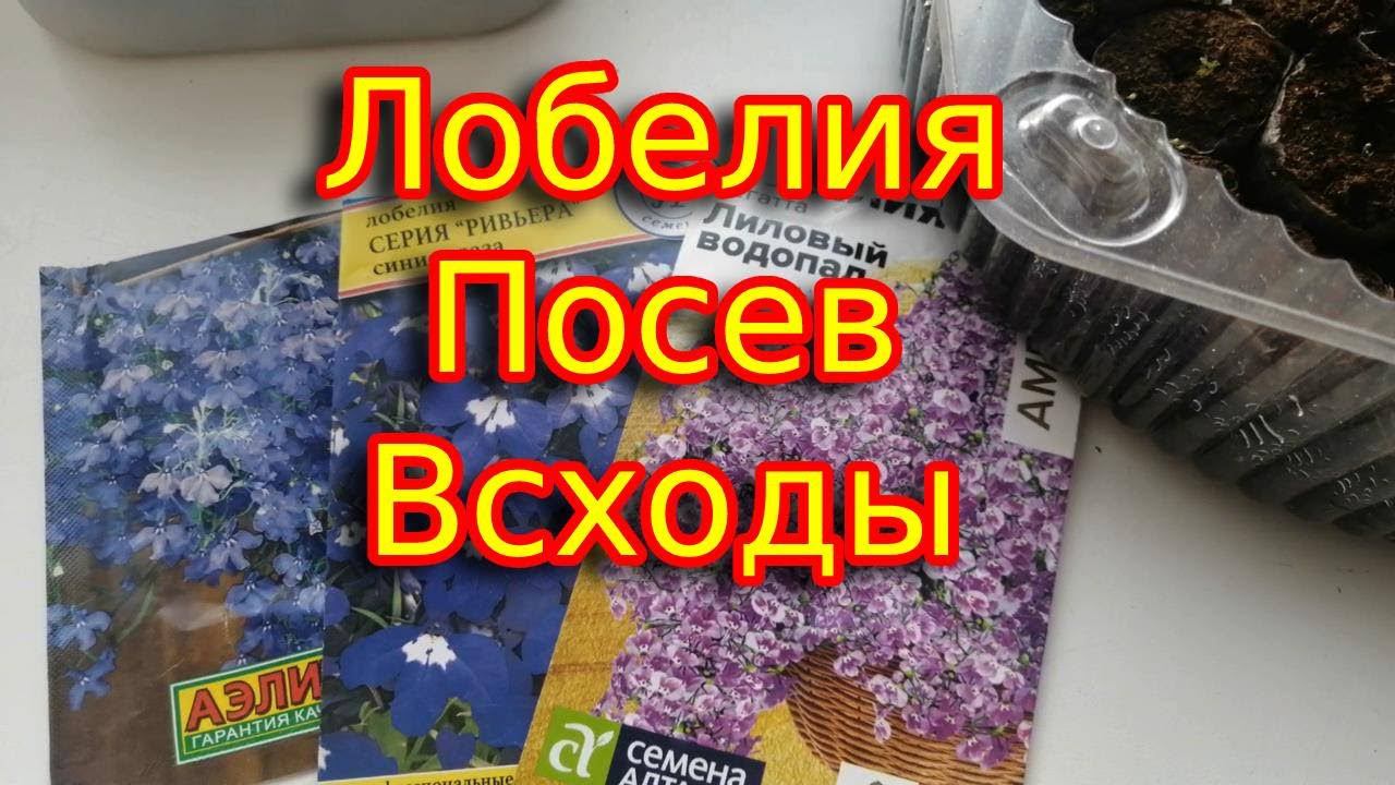 Как посеять лобелию/ РАССАДА 2022
