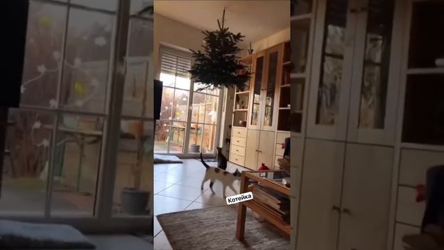 ?Хех, ёлку они на потолок прилепили?