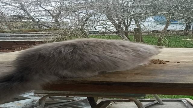 все хотят есть