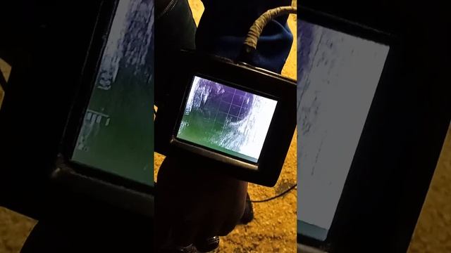 Узи у Волги( коровы)