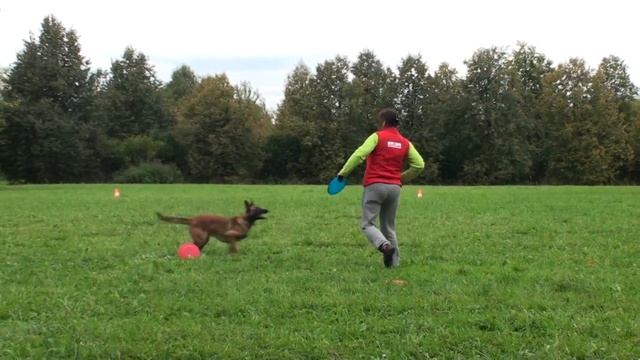 ДогФризби Фристайл