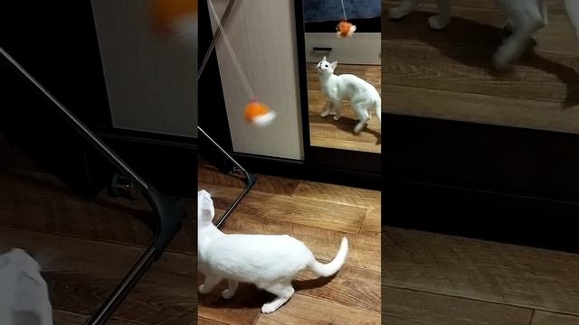 Турецкая кошечка. Игра с мышкой.