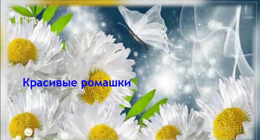 Красивые ромашки Цветы ромашки.mp4