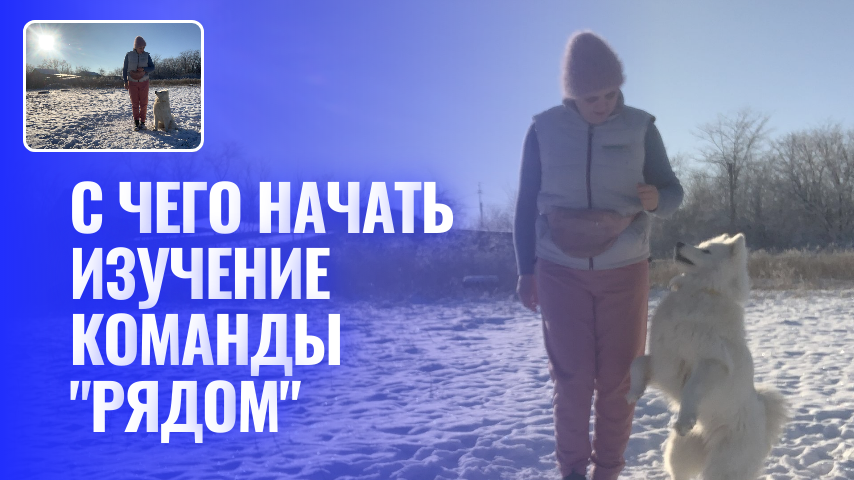 Команда Рядом. С чего начинается дрессировка собаки