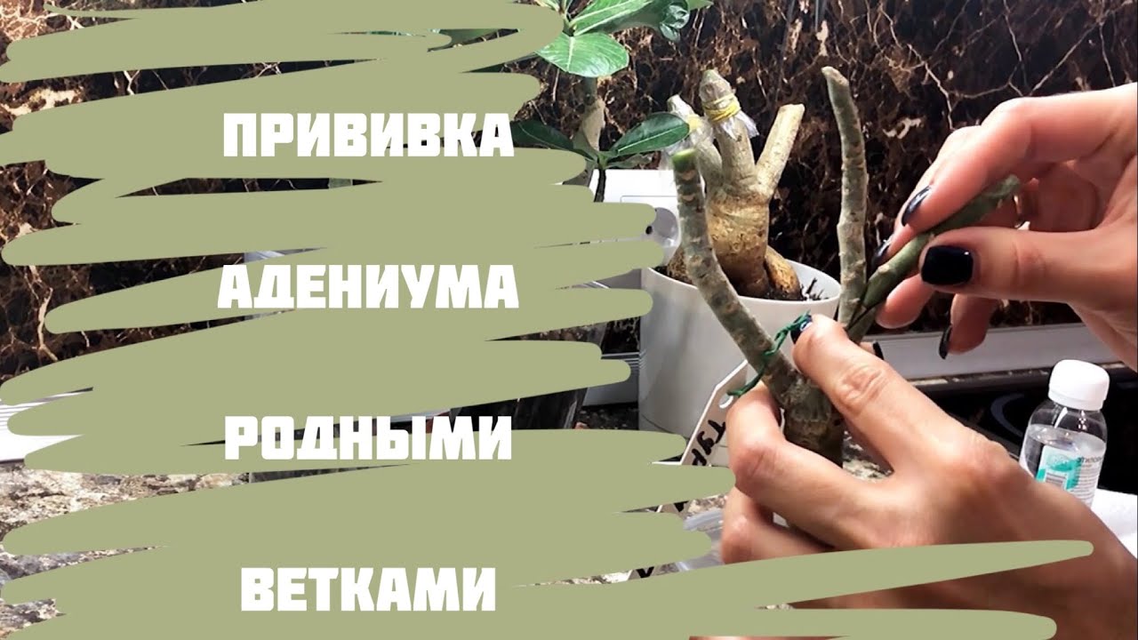 Прививка адениума сам на сам. Прививка адениума в расщеп