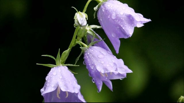 C.Рахманинов.Концерт №2. часть 2