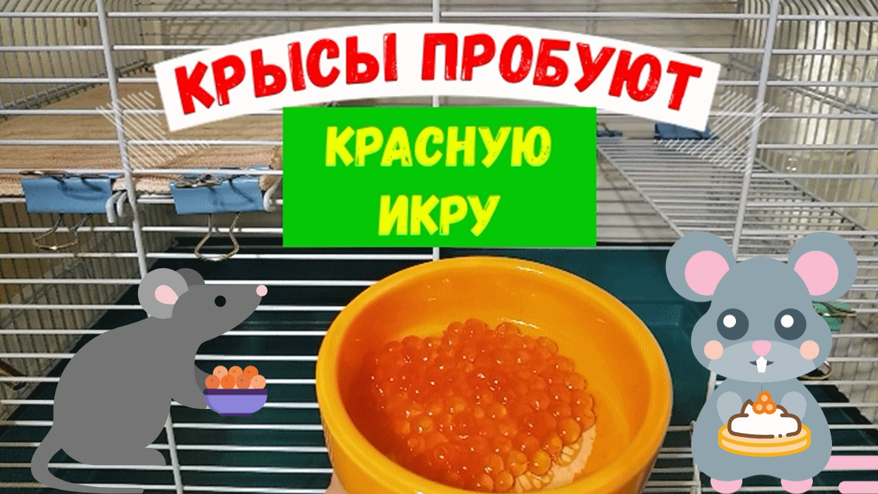 КРЫСЫ ПРОБУЮТ КРАСНУЮ ИКРУ