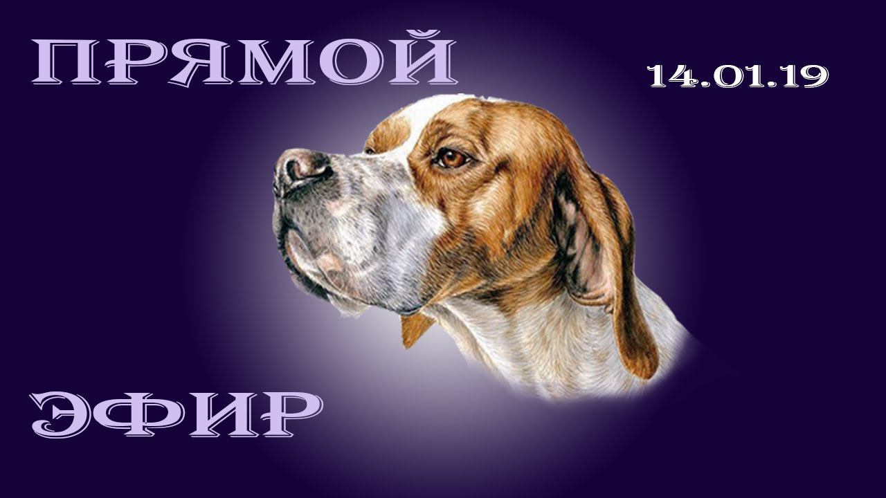 Ответы на вопросы в прямом эфире! (14 января 2019 г.)