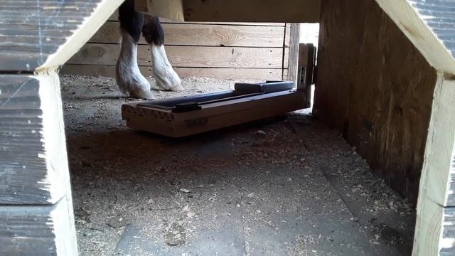 Конь чудит. Кормушки для кур.