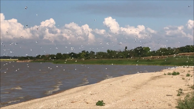 Д-Н 292!Азовский Район отдых Раки Чайки СВИНОМЯЧ!!!