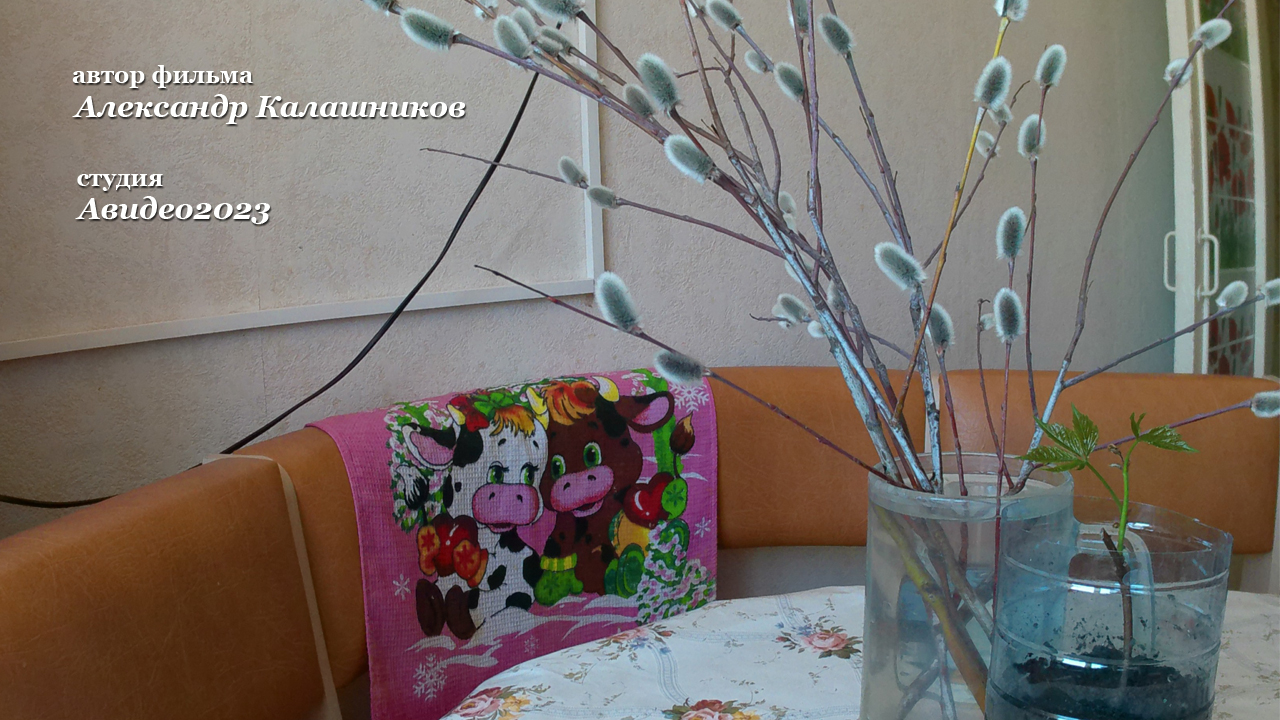 Развожу дикий виноград #3.  Укоренение