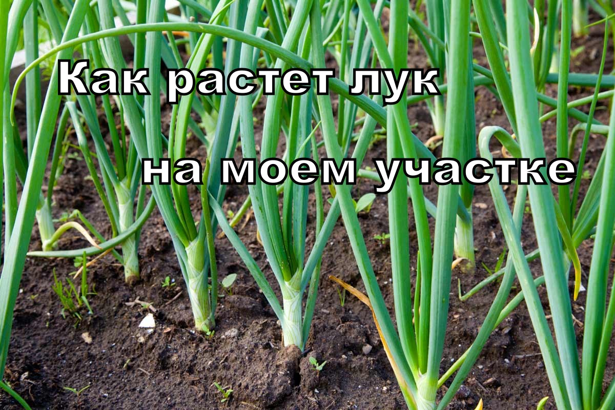 Лук и чеснок