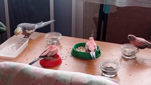 Корелла и розовобрюхие попугайчики гуляют вместе.