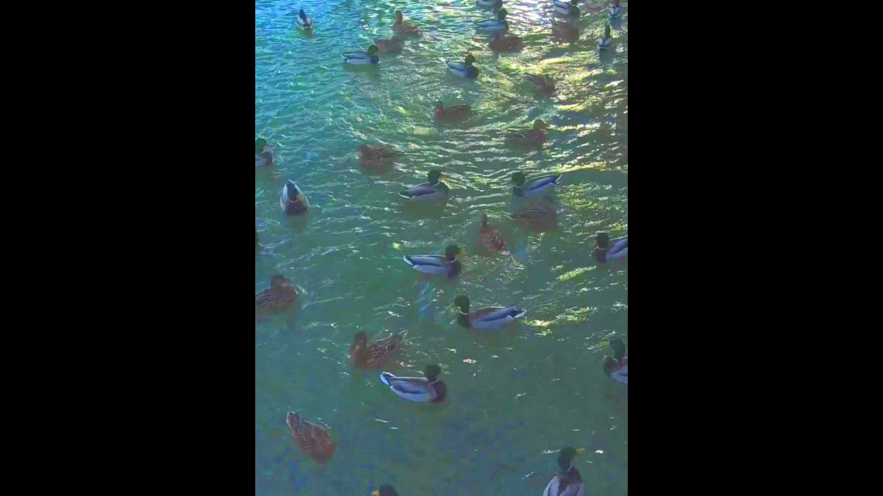 Дикие утки в городе. Зимуют рядом с человеком