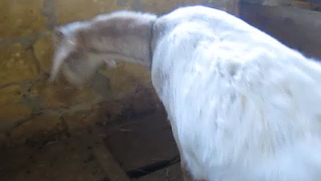 наш сарай и устройство доильного станка