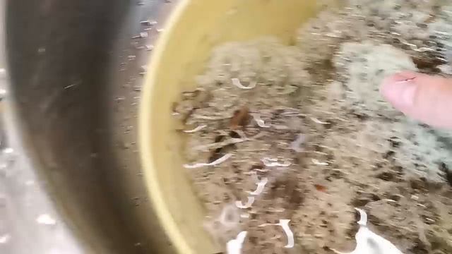 Ягель для улиток - с Севера! Лопают клубнику)