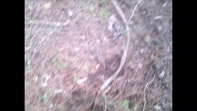 грибы.первый выезд.