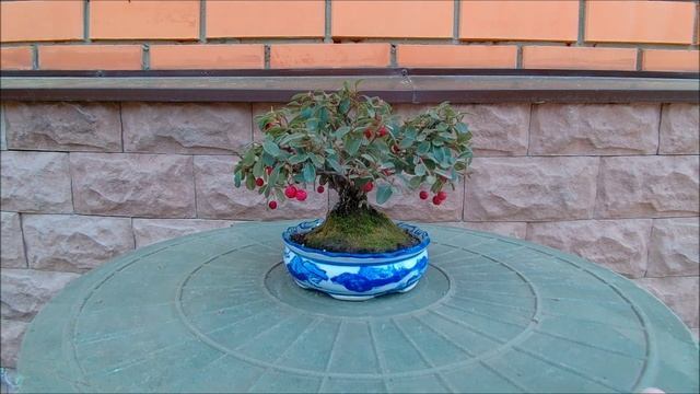 Бонсай Кизильник  Даммера Bonsai Cotoneaster Dammeri  Dummer 's Dogwood весна 2023 год