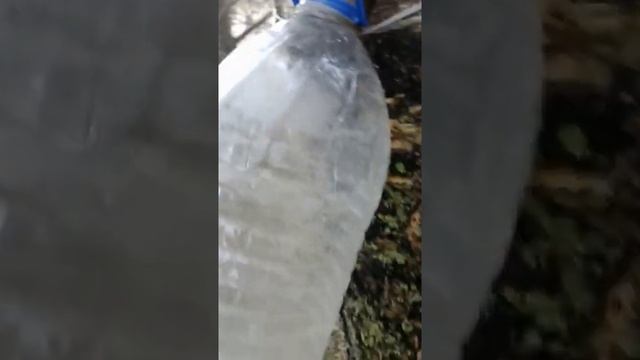 Как собрать березовый сок